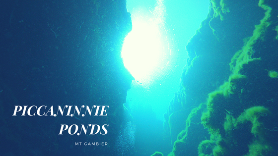 Dive Report – #215 – Piccaninnie Ponds, Mt Gambier – newham.com.au